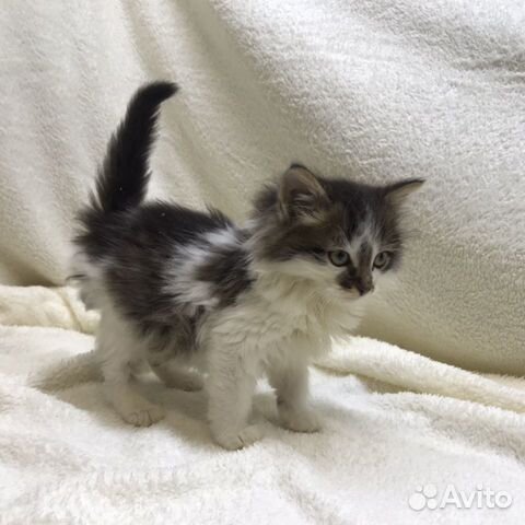 Пуся котёнок мальчик 2 месяца