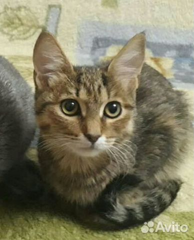 Котенок-подросток Смайлик