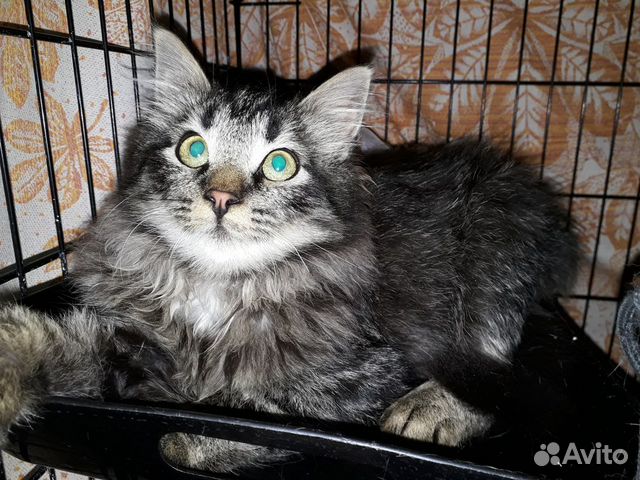 Котенок 4 месяца, Уголёчек