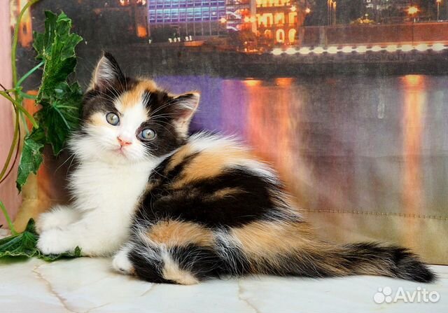 Очаровательная кошечка Ксюня