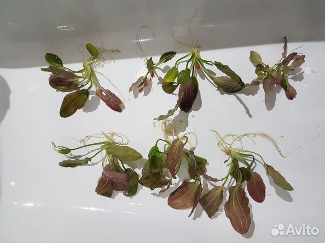 Эхинодорусы и роголистник