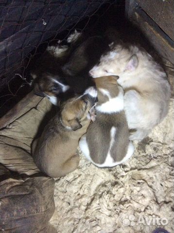 Щенки хортой борзой