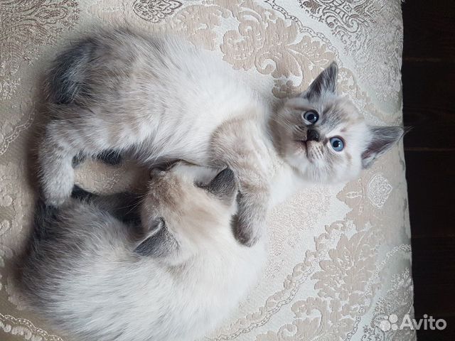 Тайские котята