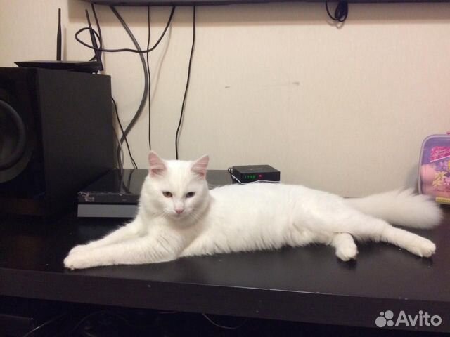 Отдадим котика в добрые руки