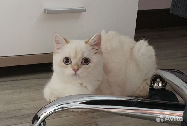 Британский котенок
