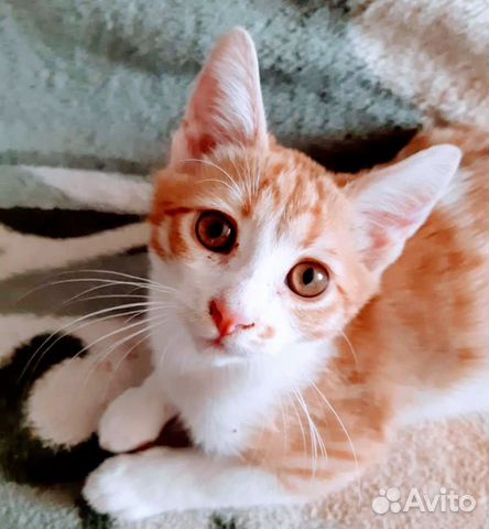 Отдаю рыжего котенка
