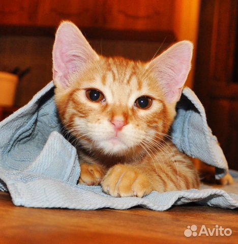 Рыженький красавчик котенок в добрые руки