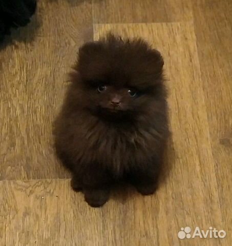 Померанский шпицуля малыш ждет маму