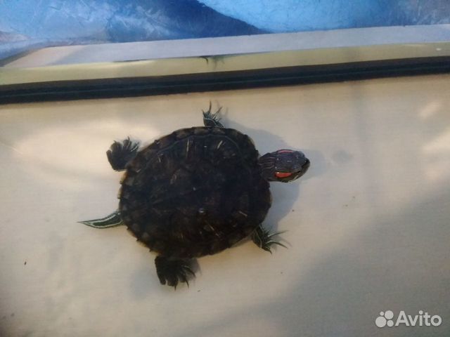 Черепаха с приданым: аквариум, фильтр, платформа и