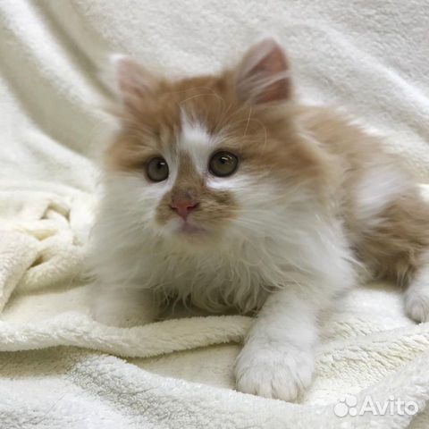 Смешарики, котёнок, 4 месяца