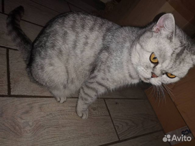 Отдам в хорошие руки взрослую кошку, зовут Тигра