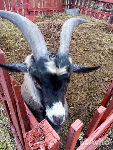 Козёл пухово-молочной породы