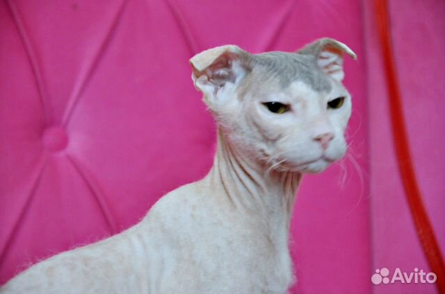 Дефабержирован +чип,междунар.паспорт -экспорт