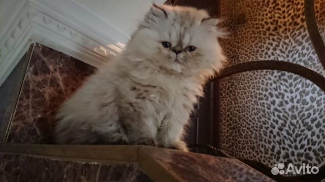 Кошечка гималайская