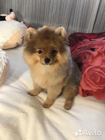 Шпиц померанский