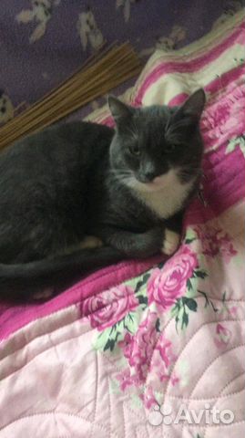 Котенок Тимка в добрые ответственные руки