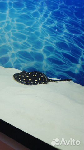 Скат Леопольди