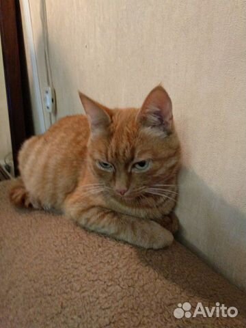 Кошка рыжая лечебная