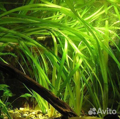 Валлиснерия