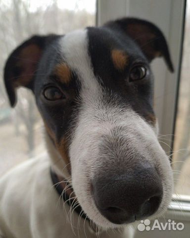 Майбах,ищет девочку для случки