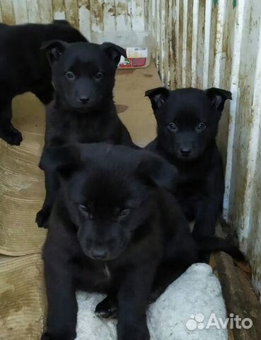 Щенки в добрые руки