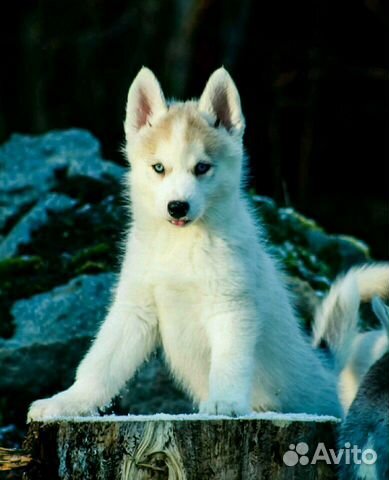 Очаровательные щенки Сибирский Хаски