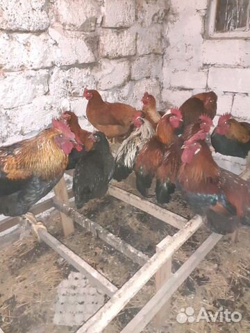 Петушки 5 месяцев