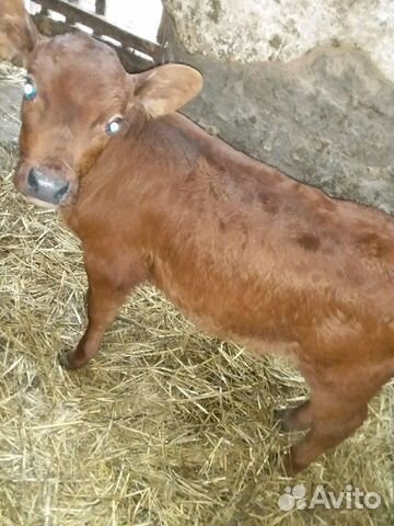 Продам телочку)