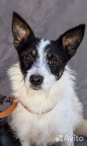 Роза. Классная девочка ищет семью