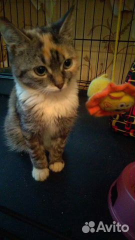 Котёнок в добрые руки