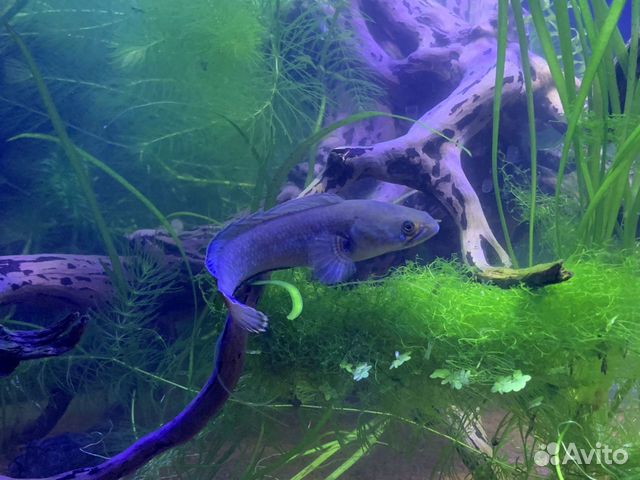 Змееголов стюарта