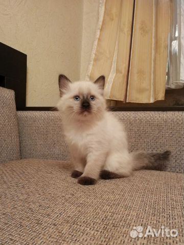 Продаем тайских котят