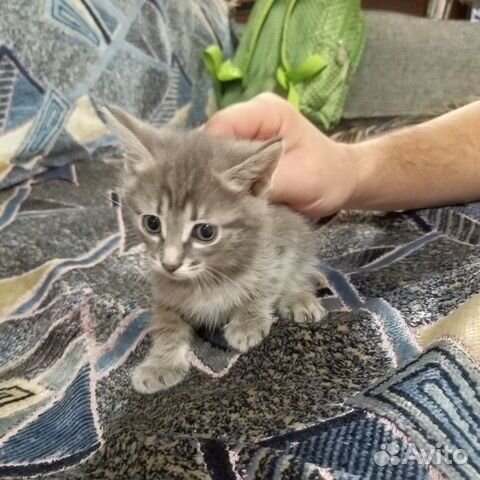 Отдам в добрые руки котят