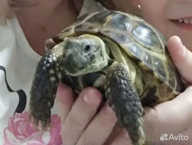 Сухопутная черепаха