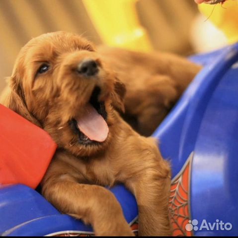 Ирландский сеттер