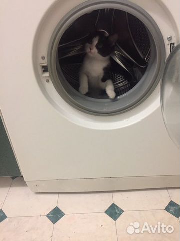 Котик метис