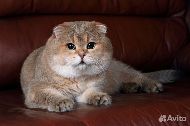 Вязка с шотландским золотым вислоухим котом