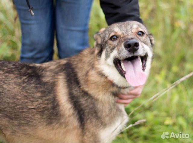 Генри. Добрый молодой пёс