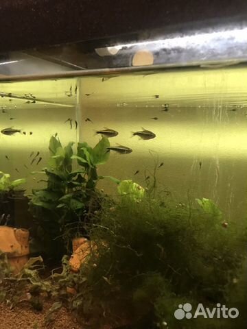 Сомики в дар