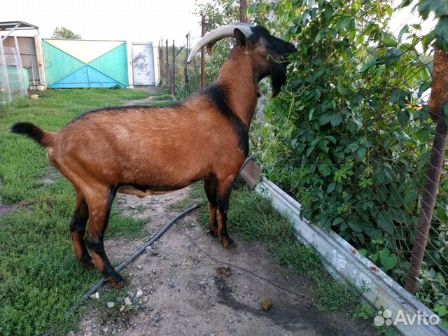 Козы с родословной