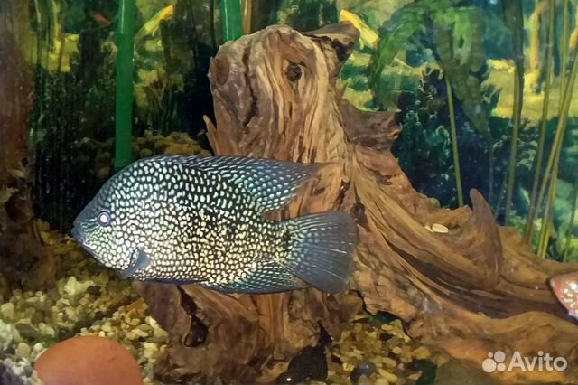 Продам цихлазому бриллиантовую