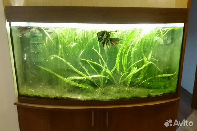 Аквариум аква+Ф170