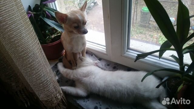 Случка, Чихуа-Хуа мальчик