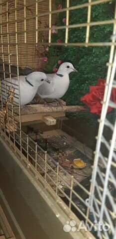 Смиюдщий голубой горлица