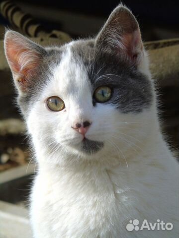 Два снеговичка в поисках дома