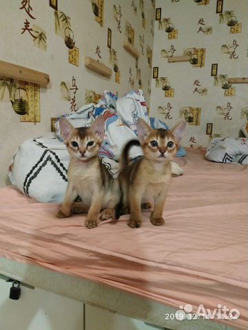 Абиссинские котята