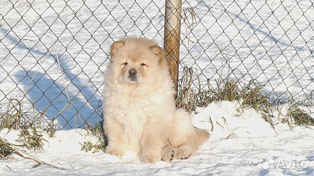 Кремовая девочка