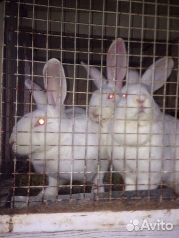 Кролики мясные