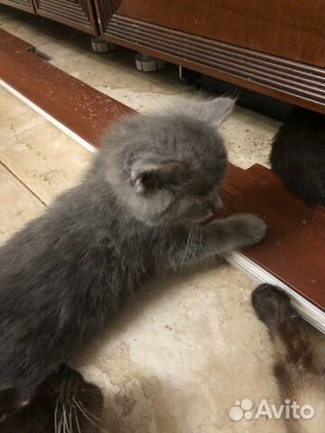 Шотландская