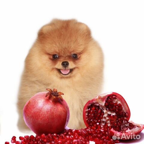 Померанский шпиц